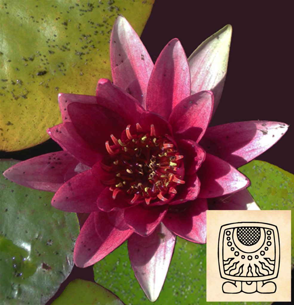 Imix (Waterlily) | Maya Calendar Arts