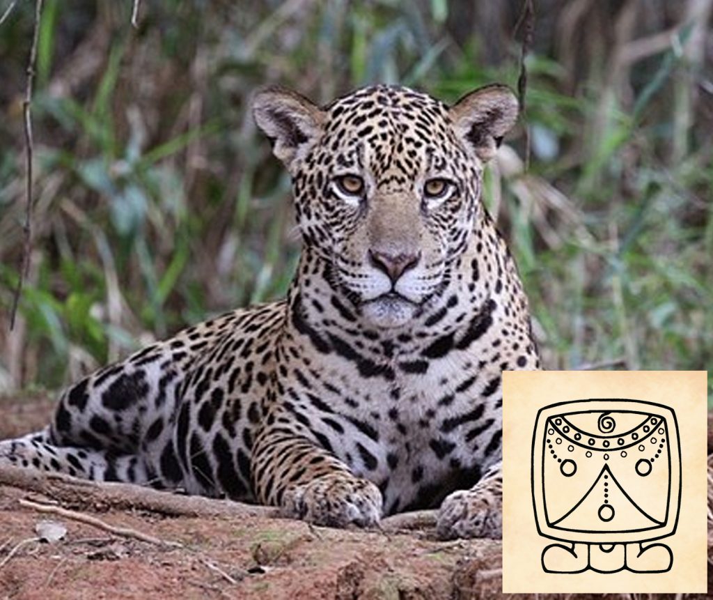 Ix (Jaguar) | Maya Calendar Arts